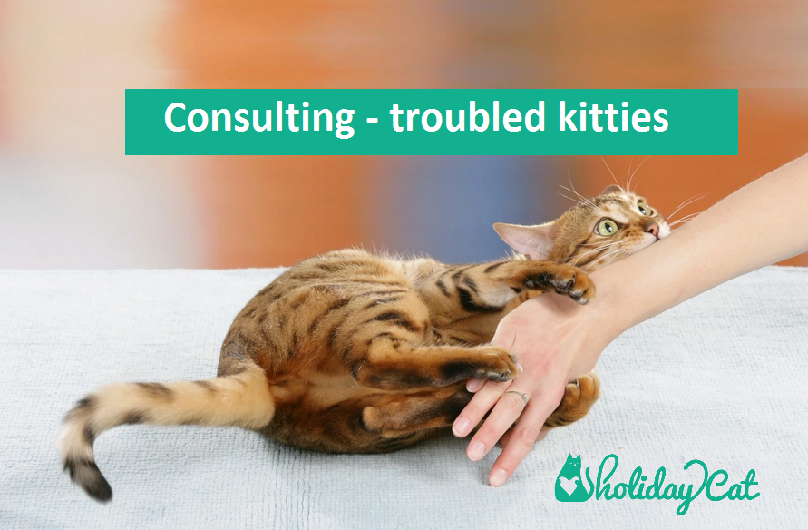 Cat consulting - HolidayCat.cz